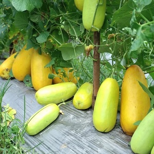 Jual Benih Timun Suri | SENTRATANI.COM