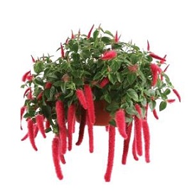 Jual Tanaman Acalypha Gantung | SENTRATANI.COM
