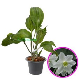 Jual Tanaman Amazon Lily | SENTRATANI.COM