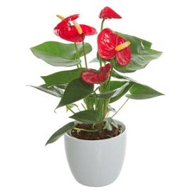 Jual Tanaman Anthurium Bangkok Merah | SENTRATANI.COM
