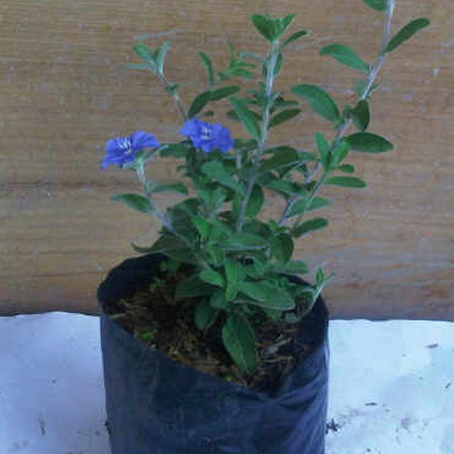 Jual Tanaman Baby Blue | SENTRATANI.COM