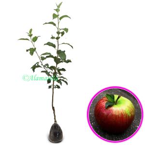 Jual Tanaman Buah Apel Rome Beauty | SENTRATANI.COM