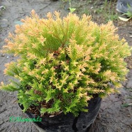 Jual Tanaman Hias Cemara Ren Gold | SENTRATANI.COM