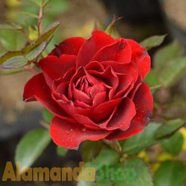 Jual Tanaman Mawar Floribunda Merah | SENTRATANI.COM