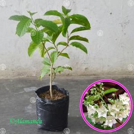 Jual Tanaman Kesidang | SENTRATANI.COM