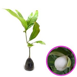 Jual Tanaman Magnolia Coco | SENTRATANI.COM