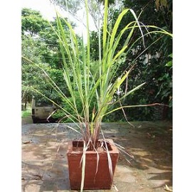 Jual Tanaman Serai Wangi | SENTRATANI.COM