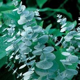 Jual Tanaman Silver Dollar | SENTRATANI.COM