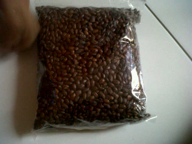 Jual Benih Pohon Trembesi 1kg | SENTRATANI.COM