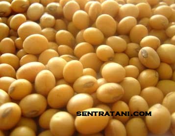 Jual Benih Kedelai Wilis | SENTRATANI.COM