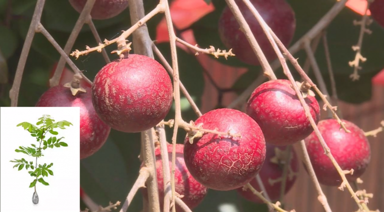 Jual Bibit Kelengkeng Merah (Ruby Longan) | SENTRATANI.COM