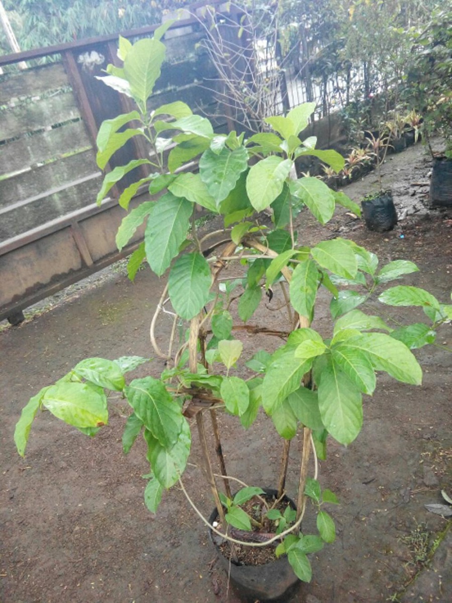 Jual Melati Pandan Wangi | SENTRATANI.COM