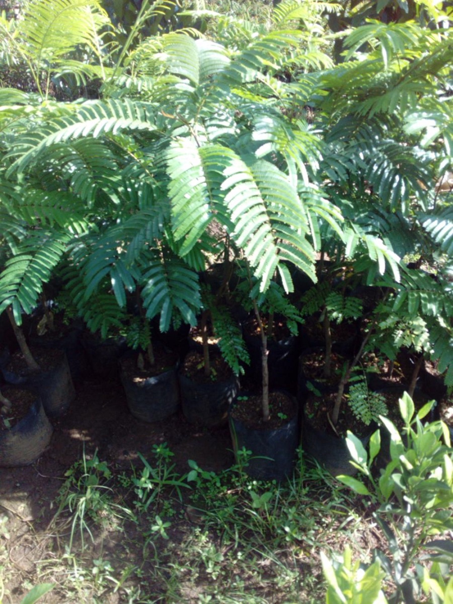 Jual Jual Bibit Pete atau Petai | SENTRATANI.COM