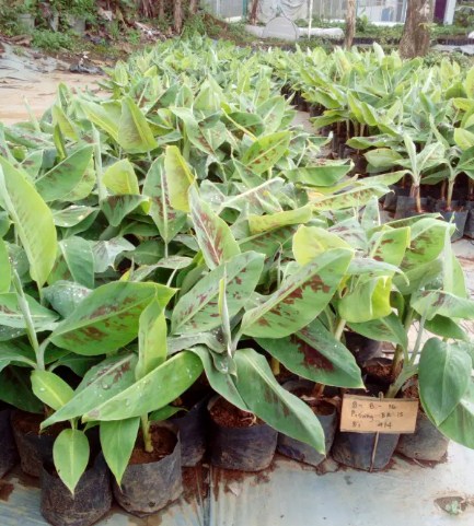 Jual Bibit Pisang Ambon Kuning (Paket 5 Batang) | SENTRATANI.COM