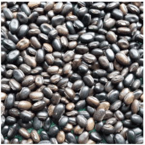 Tanaman Kehutanan | SENTRATANI.COM