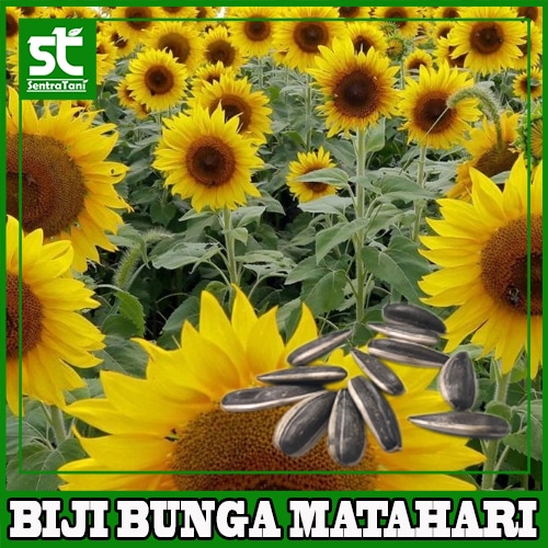Jual BENIH BIJI BUNGA MATAHARI | SENTRATANI.COM