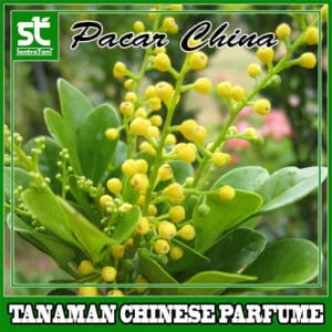 Bibit | SENTRATANI.COM