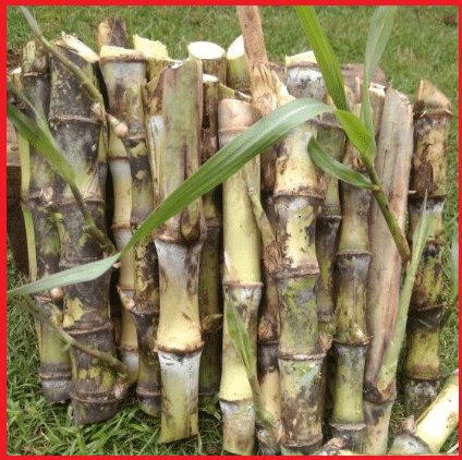 Jual Bibit Tebu Telur / Terubuk / Trubuk / Tebu Endog | SENTRATANI.COM